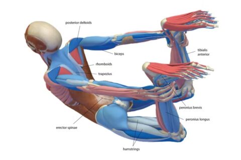 Dhanurasana (Bow Pose) - How to Do, Benefits and Variations